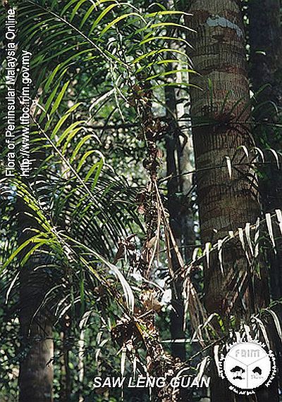Daemonorops verticillaris - Palmpedia - Palm Grower's Guide
