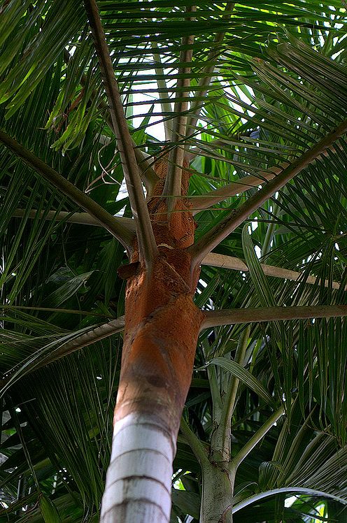 Chrysalidocarpus leptocheilos - Palmpedia - Palm Grower's Guide