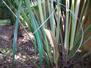 Inflorescense - Palmpedia - Palm Grower's Guide