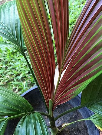 Pinanga patula - Palmpedia - Palm Grower's Guide