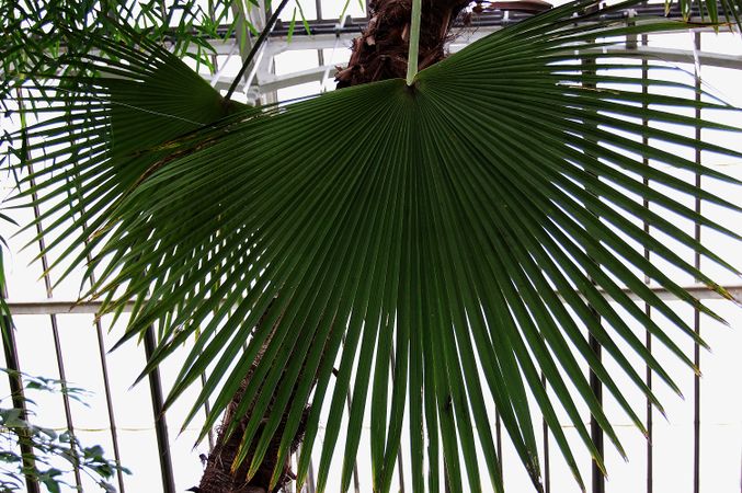 Trachycarpus martianus - Palmpedia - Palm Grower's Guide