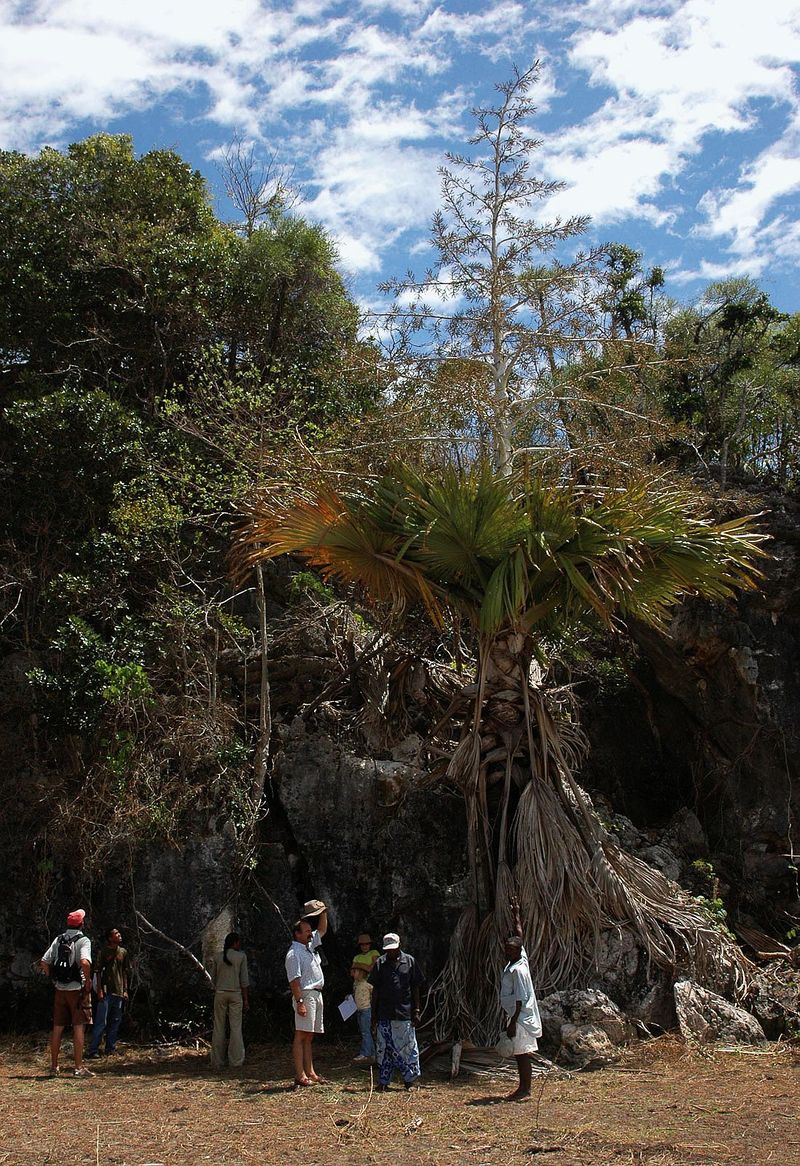 Tahina spectabilis - Palmpedia - Palm Grower's Guide