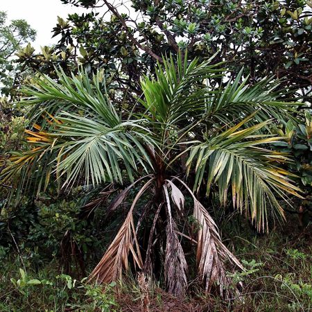 Syagrus comosa - Palmpedia - Palm Grower's Guide