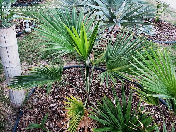Trachycarpus martianus - Palmpedia - Palm Grower's Guide