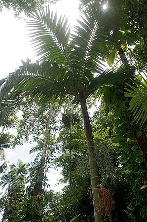 Pinanga insignis - Palmpedia - Palm Grower's Guide