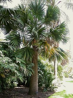 Sabal mexicana - Palmpedia - Palm Grower's Guide