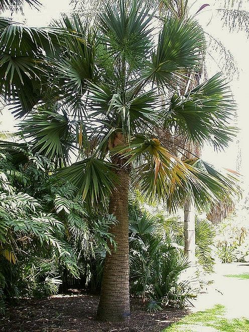 Sabal mexicana - Palmpedia - Palm Grower's Guide