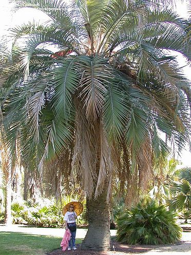 Butia x Jubaea - Palmpedia - Palm Grower's Guide