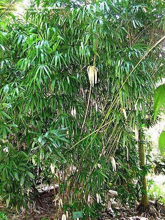 Rhapis subtilis - Palmpedia - Palm Grower's Guide