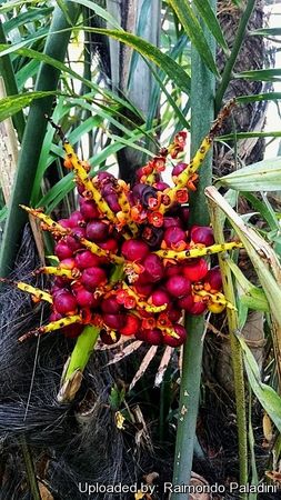 Arenga tremula - Palmpedia - Palm Grower's Guide