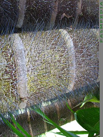 Bactris gasipaes - Palmpedia - Palm Grower's Guide