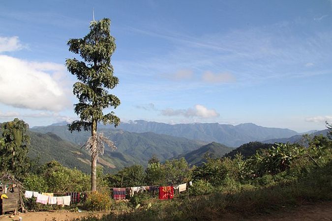 Caryota maxima - Palmpedia - Palm Grower's Guide