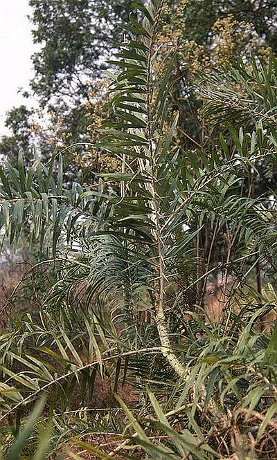 Calamus viminalis - Palmpedia - Palm Grower's Guide