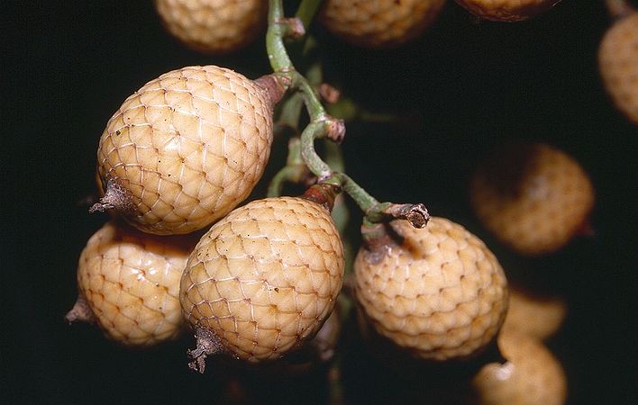 Daemonorops longipes - Palmpedia - Palm Grower's Guide