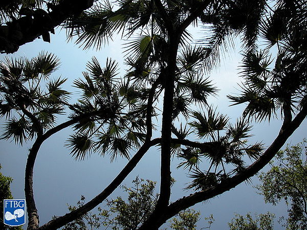 Hyphaene dichotoma - Palmpedia - Palm Grower's Guide