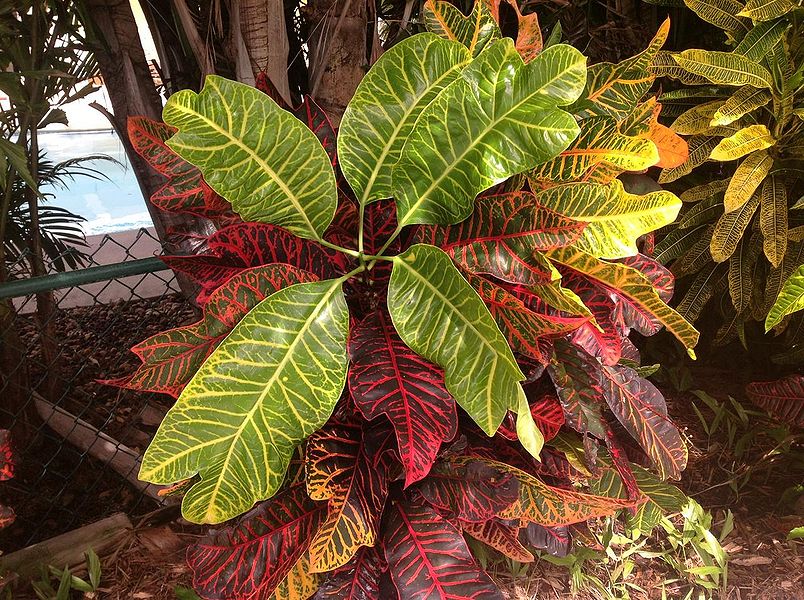 INCA - Palmpedia - Palm Grower's Guide