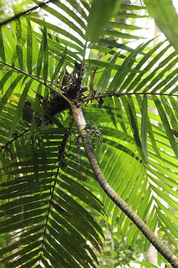 Nenga pumila var. pachystachya - Palmpedia - Palm Grower's Guide