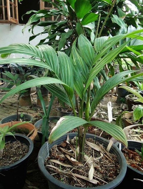 Pinanga sclerophylla - Palmpedia - Palm Grower's Guide