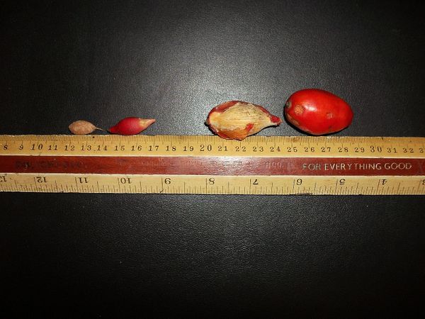 Areca concinna - Palmpedia - Palm Grower's Guide