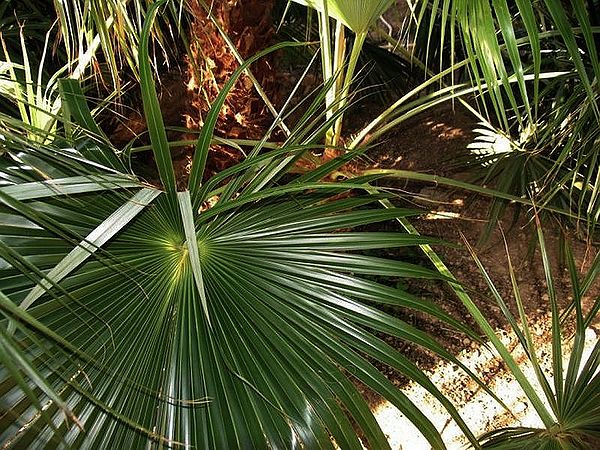 Brahea calcarea - Palmpedia - Palm Grower's Guide