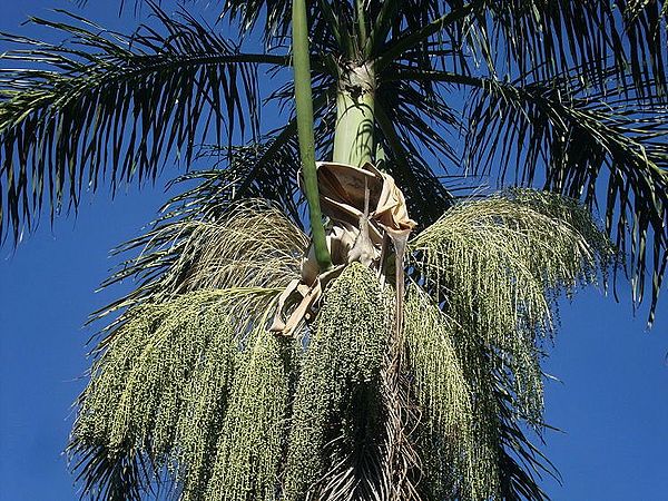 Roystonea princeps - Palmpedia - Palm Grower's Guide