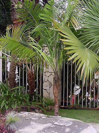 Ravenea madagascariensis - Palmpedia - Palm Grower's Guide