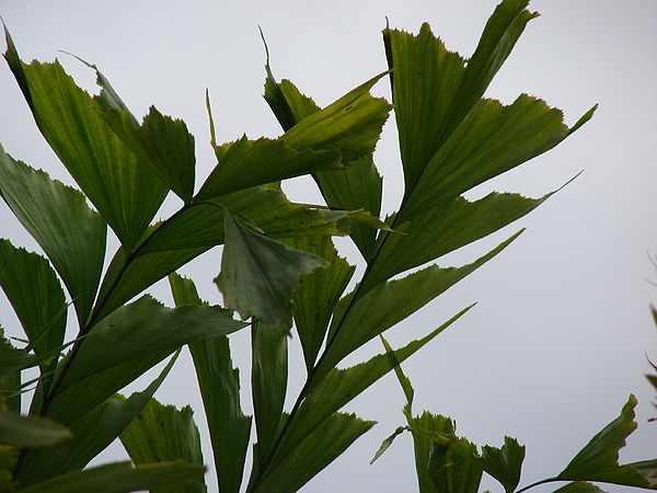 Caryota mitis - Palmpedia - Palm Grower's Guide