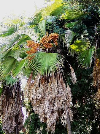 Trachycarpus martianus - Palmpedia - Palm Grower's Guide