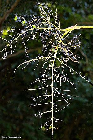 Livistona humilis - Palmpedia - Palm Grower's Guide