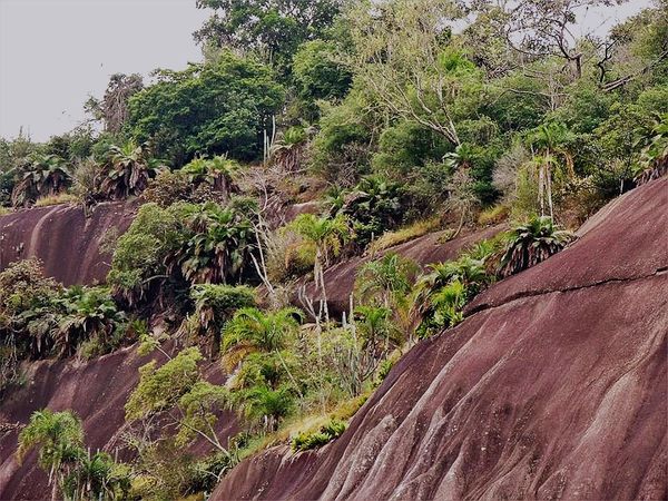 Syagrus amicorum - Palmpedia - Palm Grower's Guide