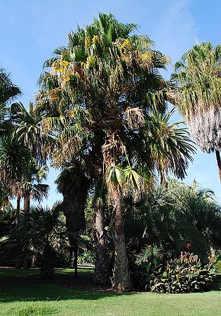 Livistona nitida - Palmpedia - Palm Grower's Guide