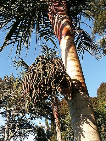Geonoma undata - Palmpedia - Palm Grower's Guide