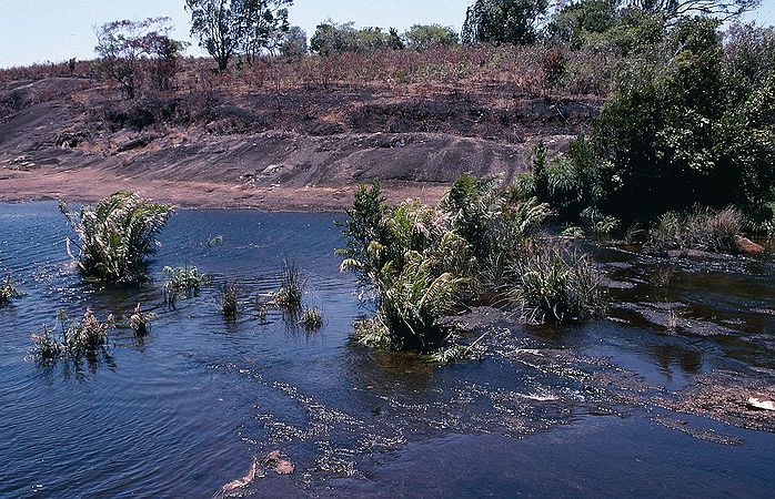 Ravenea musicalis - Palmpedia - Palm Grower's Guide