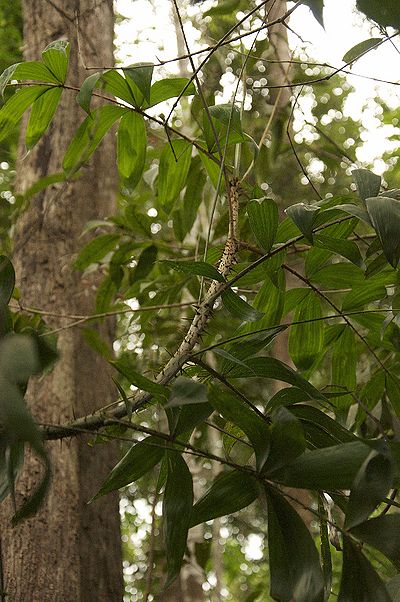 Calamus solitarius - Palmpedia - Palm Grower's Guide