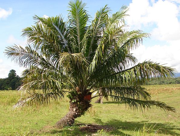 Elaeis oleifera - Palmpedia - Palm Grower's Guide