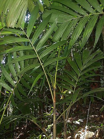Pinanga dicksonii - Palmpedia - Palm Grower's Guide