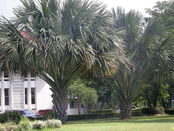 Corypha lecomtei - Palmpedia - Palm Grower's Guide