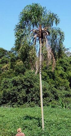 Syagrus macrocarpa - Palmpedia - Palm Grower's Guide