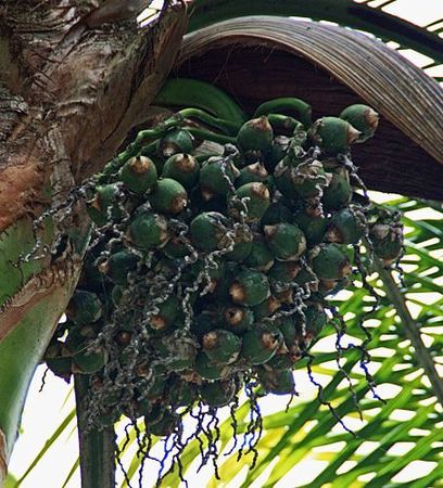 Syagrus pseudococos - Palmpedia - Palm Grower's Guide