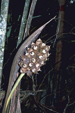 Attalea insignis - Palmpedia - Palm Grower's Guide