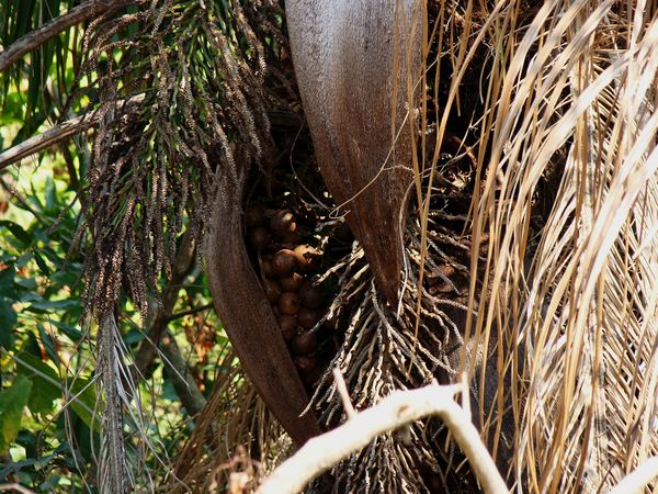 Acrocomia aculeata - Palmpedia - Palm Grower's Guide