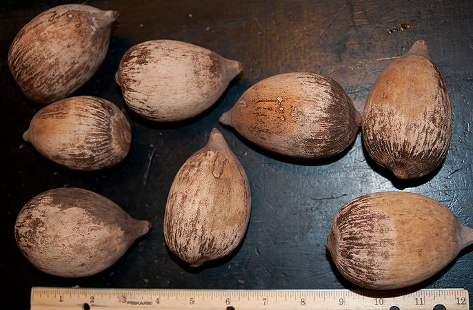 Attalea speciosa - Palmpedia - Palm Grower's Guide