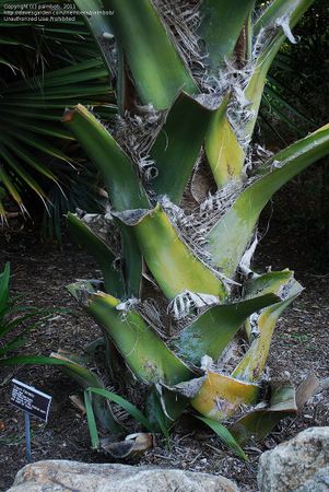 Sabal yapa - Palmpedia - Palm Grower's Guide