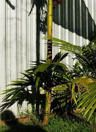 Areca concinna - Palmpedia - Palm Grower's Guide