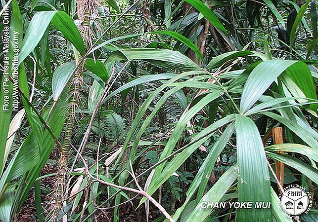 Daemonorops macrophylla - Palmpedia - Palm Grower's Guide