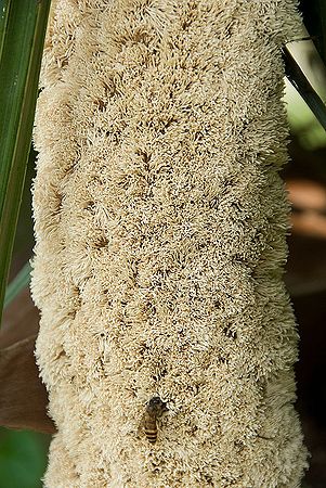 Phytelephas macrocarpa - Palmpedia - Palm Grower's Guide