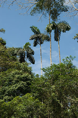 Iriartea deltoidea - Palmpedia - Palm Grower's Guide