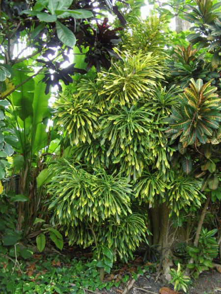 LYRATUM - Palmpedia - Palm Grower's Guide