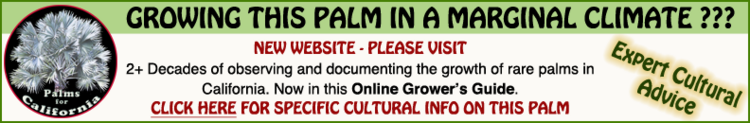 Tahina spectabilis - Palmpedia - Palm Grower's Guide