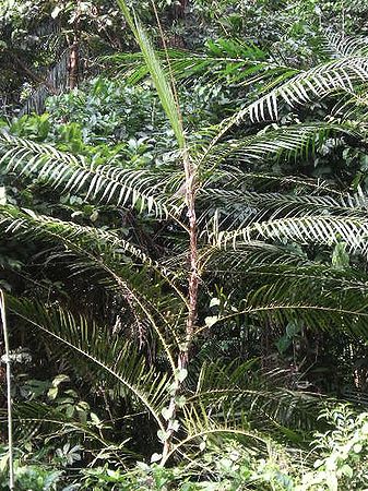 Laccosperma acutiflorum - Palmpedia - Palm Grower's Guide